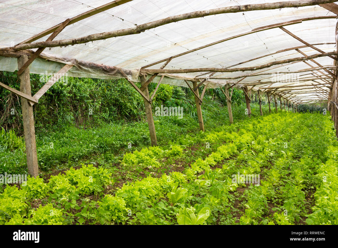 Young different plants growing in a very simple plant nursery ...