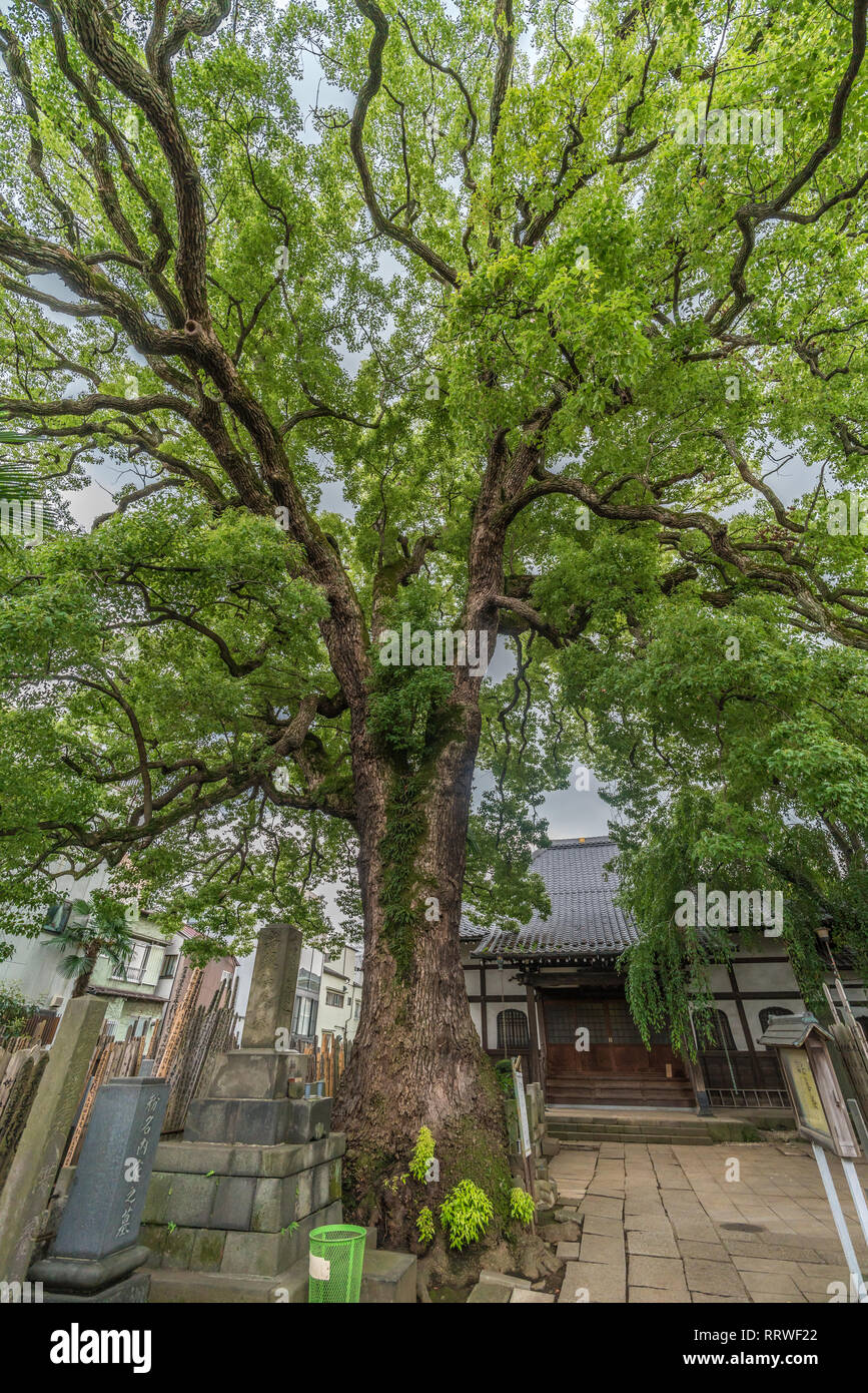 Camphor Tree High Resolution Stock Photography and Images - Alamy