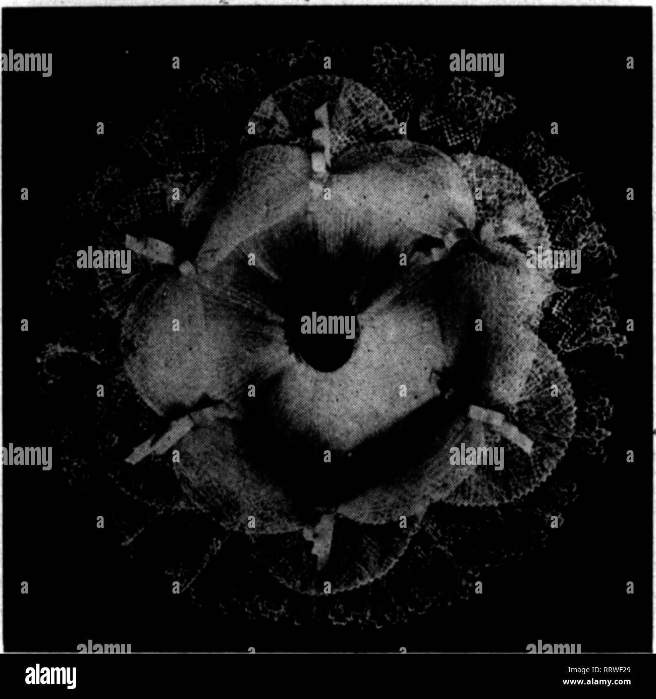 Iiaoe hi-res stock photography and images - Alamy