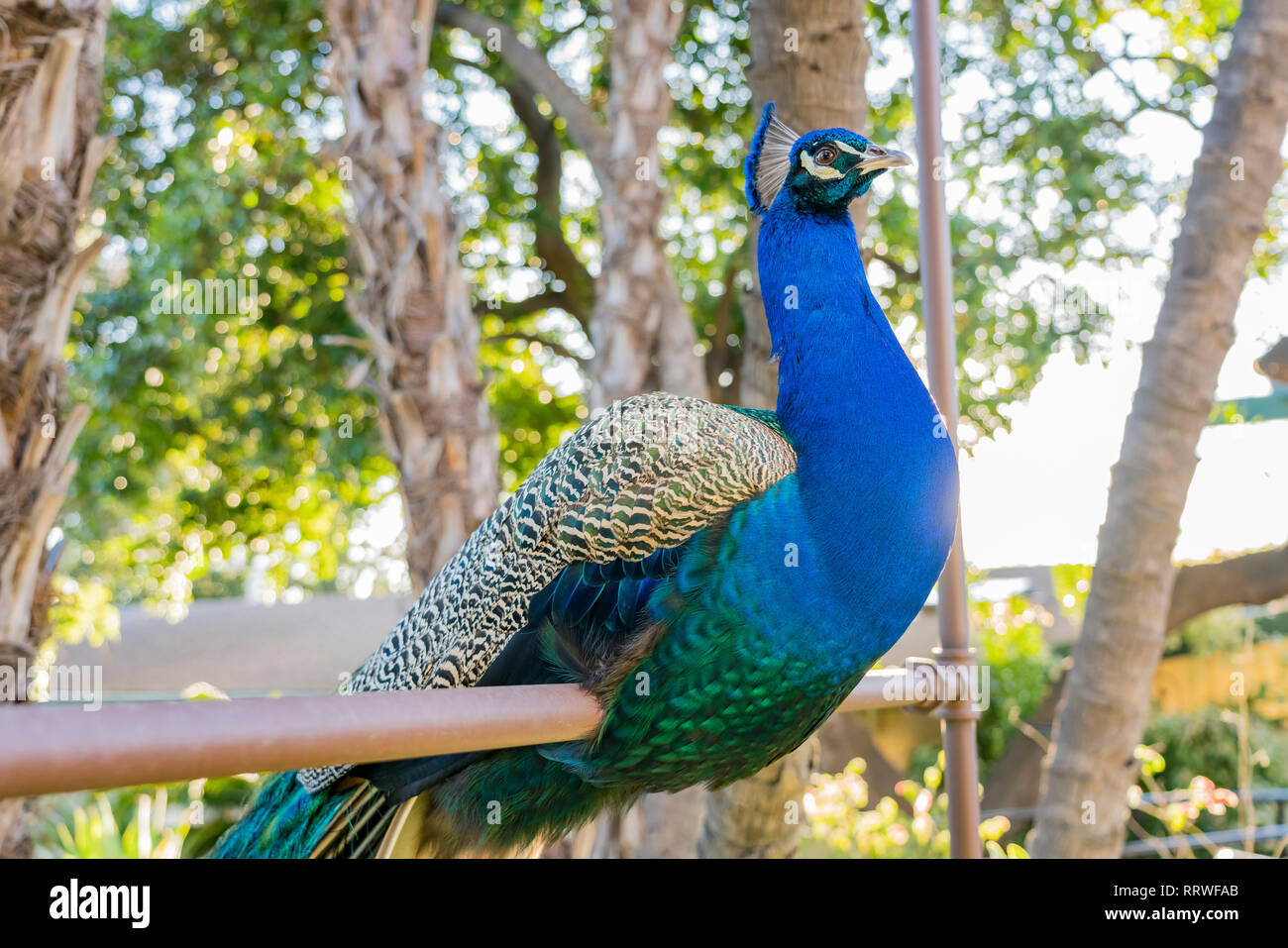 Peacock sitting in the forest at Los Angeles, California Stock Photo ...