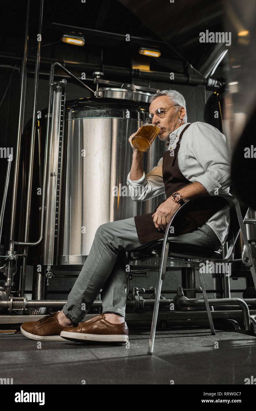 senior brewer in apron sitting on chair and testing beer in brewery ...