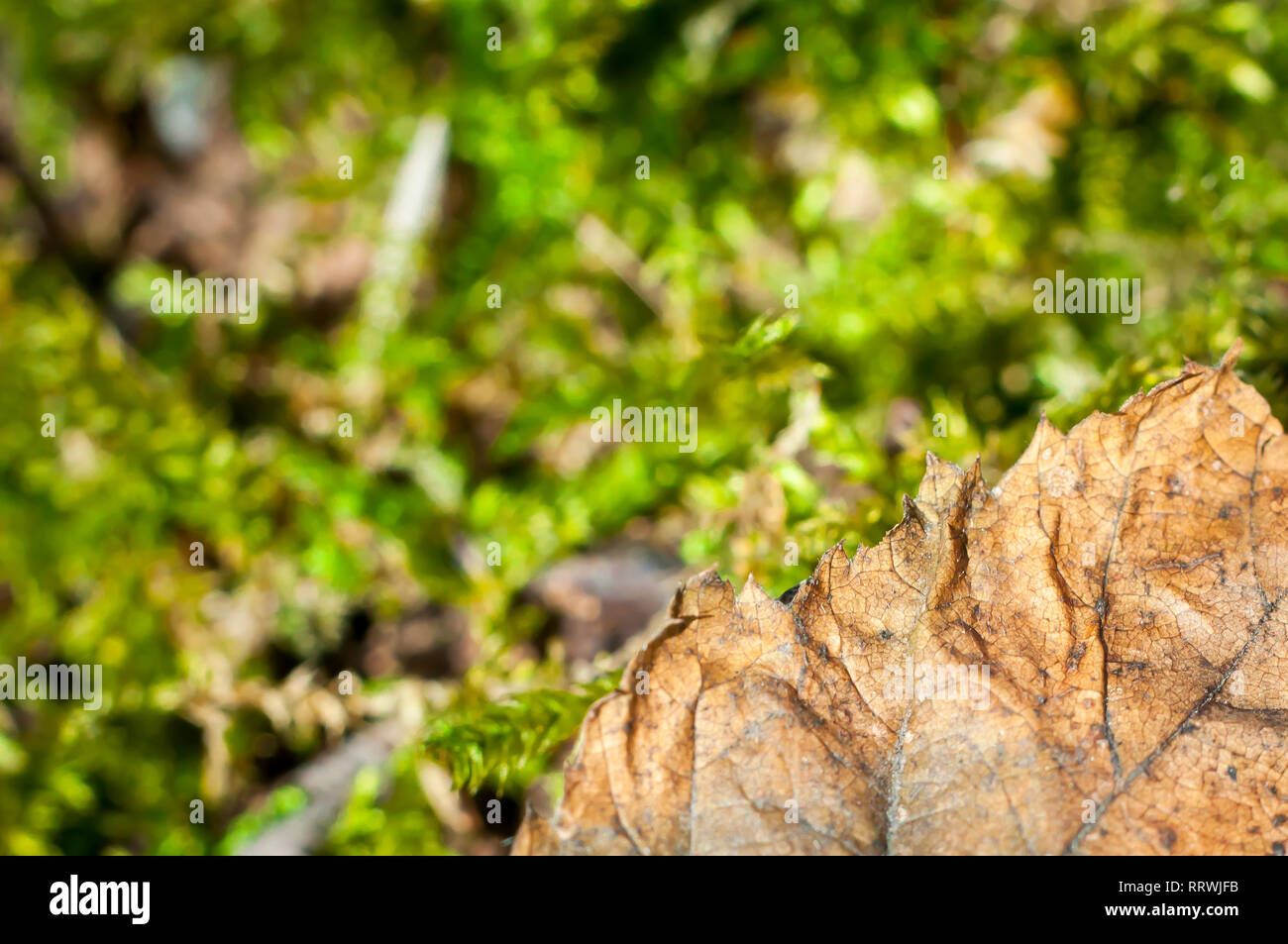 Red stem moss hi-res stock photography and images - Alamy