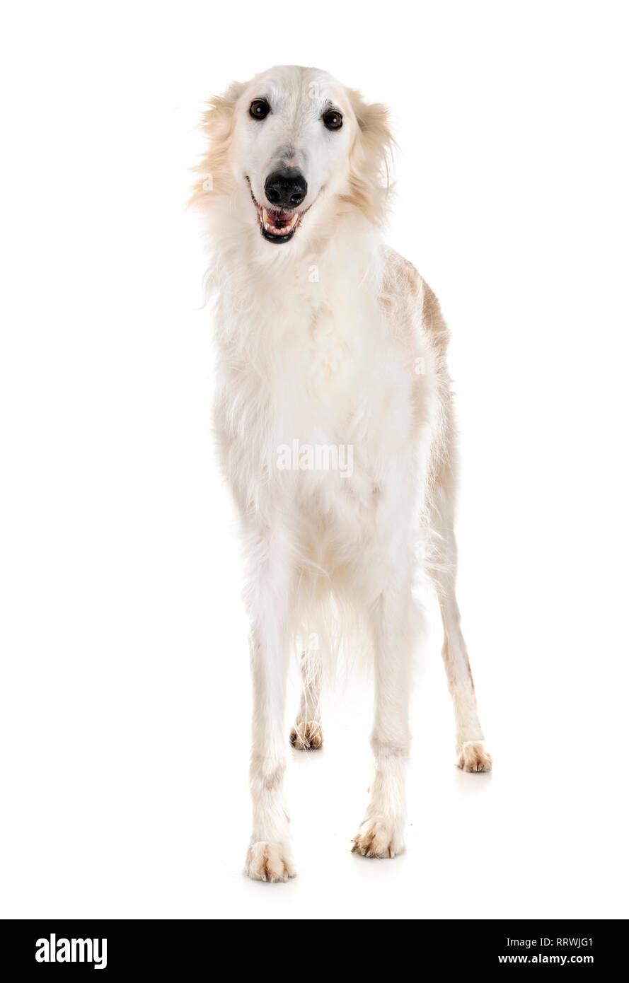 white borzoi in front of white background Stock Photo - Alamy