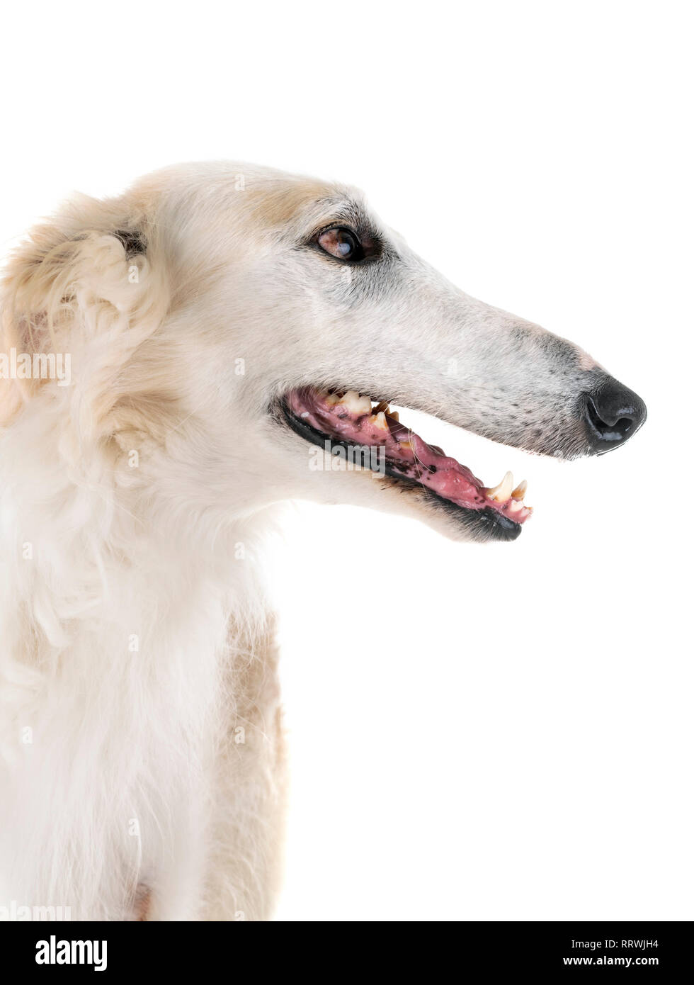 white borzoi in front of white background Stock Photo - Alamy