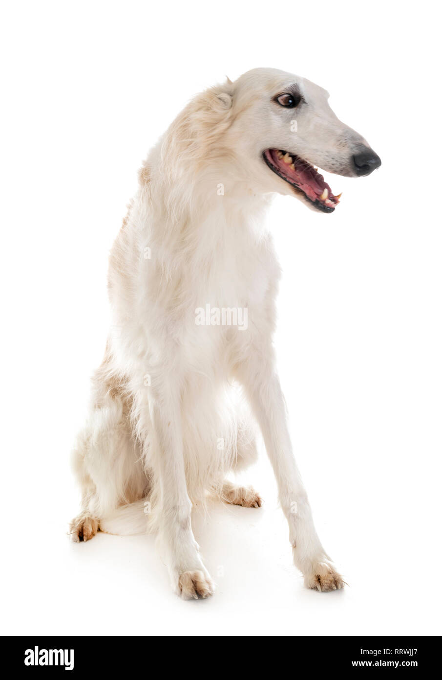 white borzoi in front of white background Stock Photo - Alamy