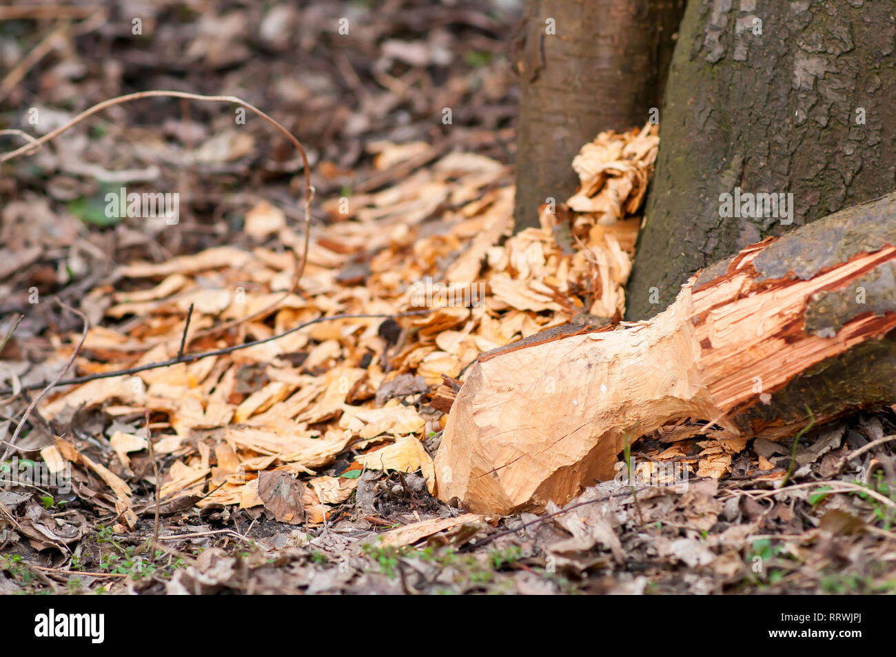 Tree cut by Eurasian beaver or European beaver (Castor fiber Stock ...