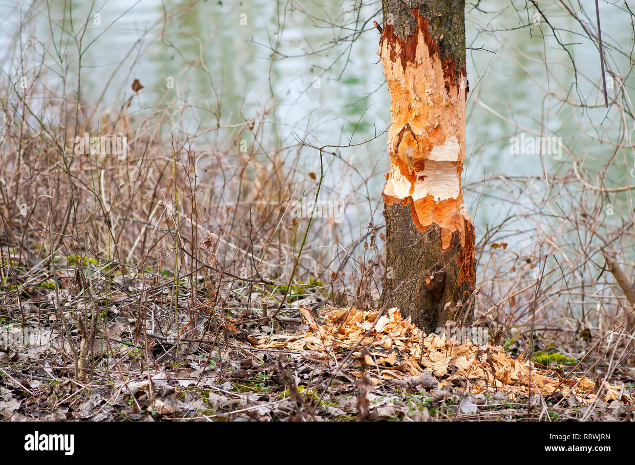 Tree cut by Eurasian beaver or European beaver (Castor fiber Stock ...
