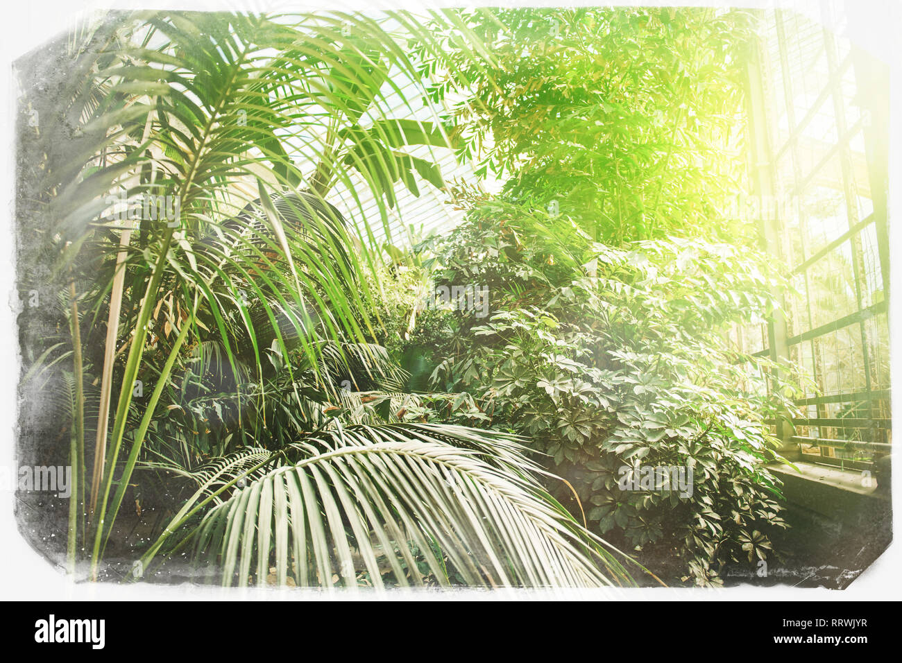 Palm interior garden with diverse cultures of palm trees small and big ...