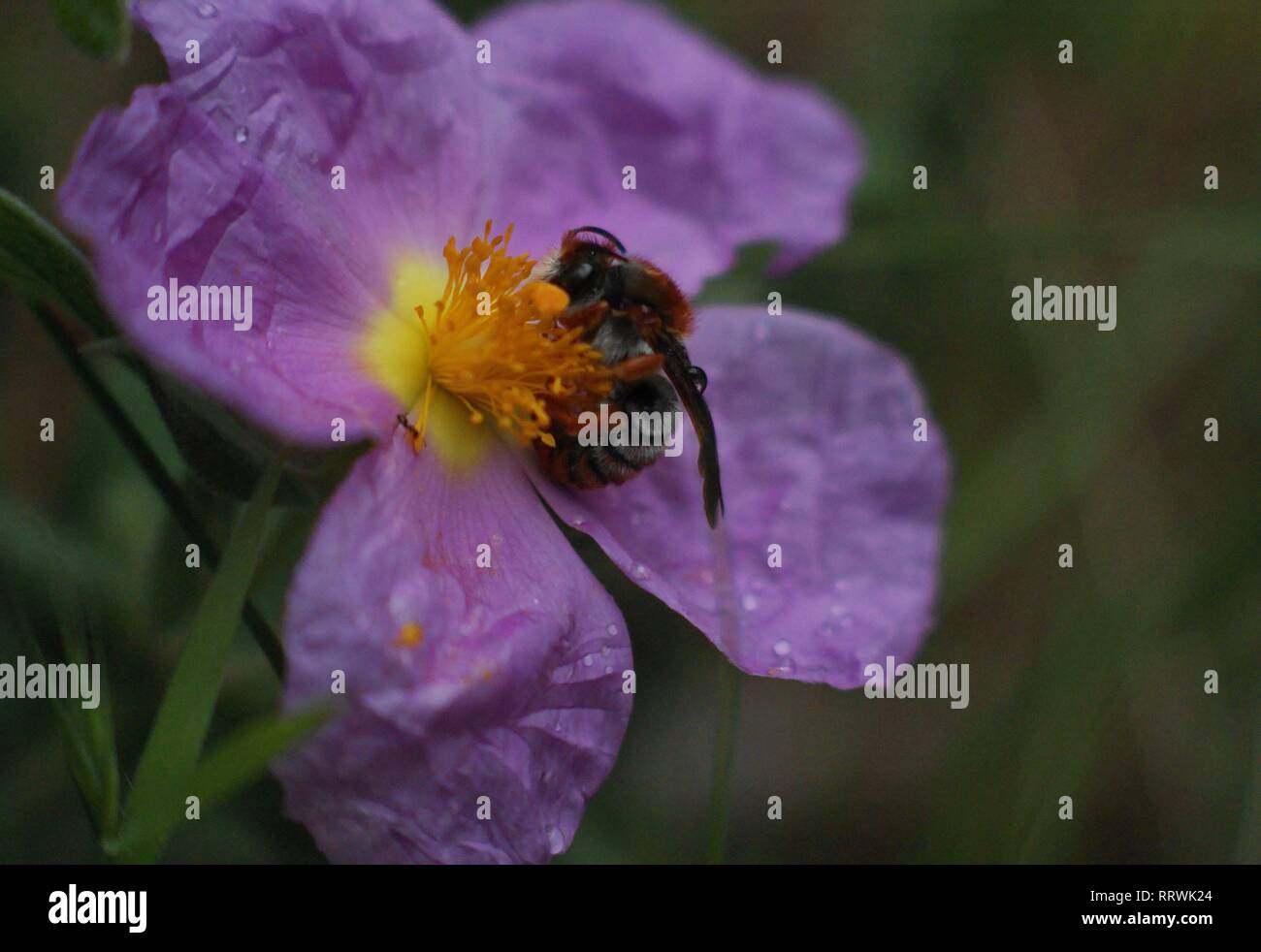 Bee collecting pollen Stock Photo - Alamy