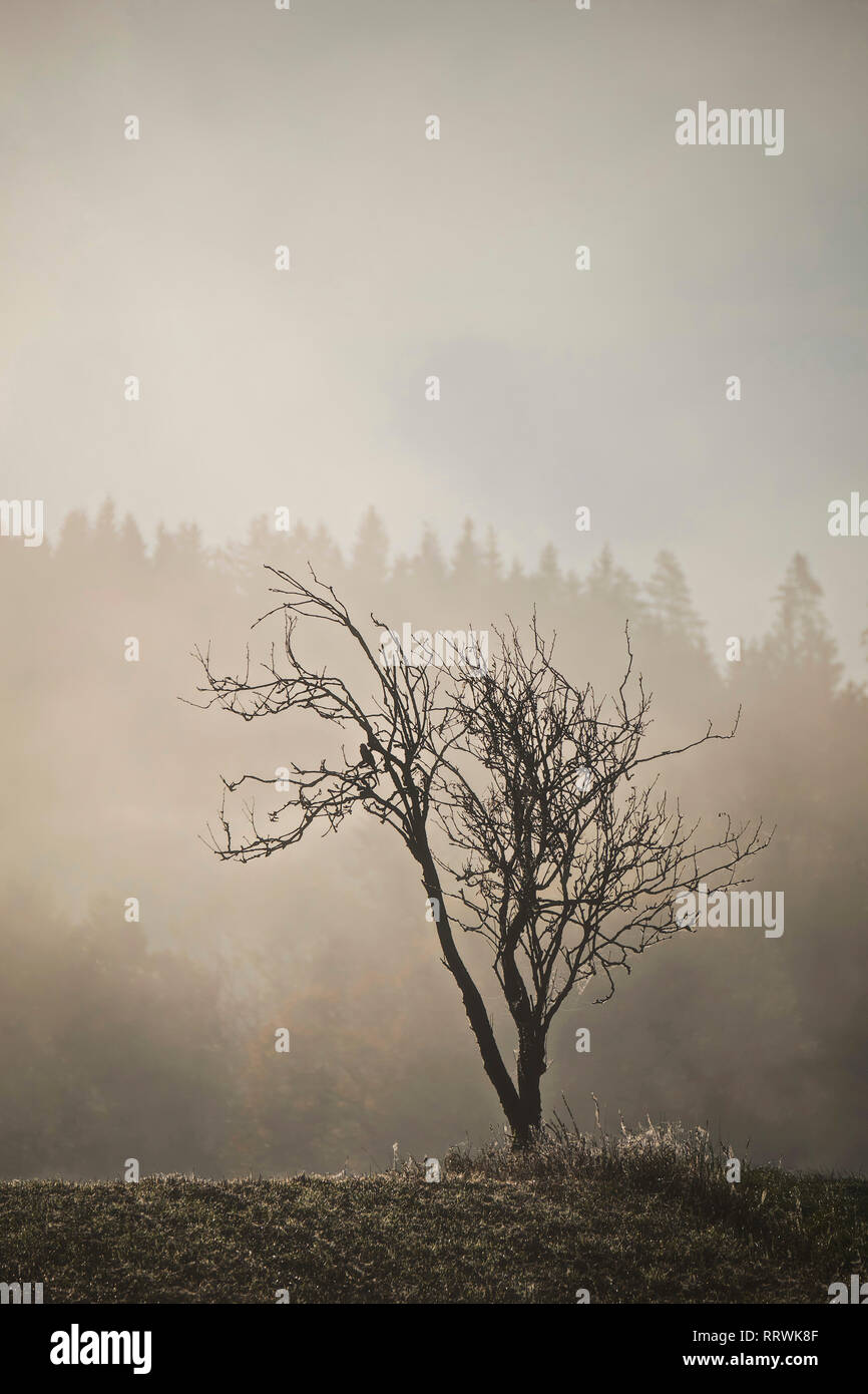 Lonely bird in a tree Stock Photo - Alamy