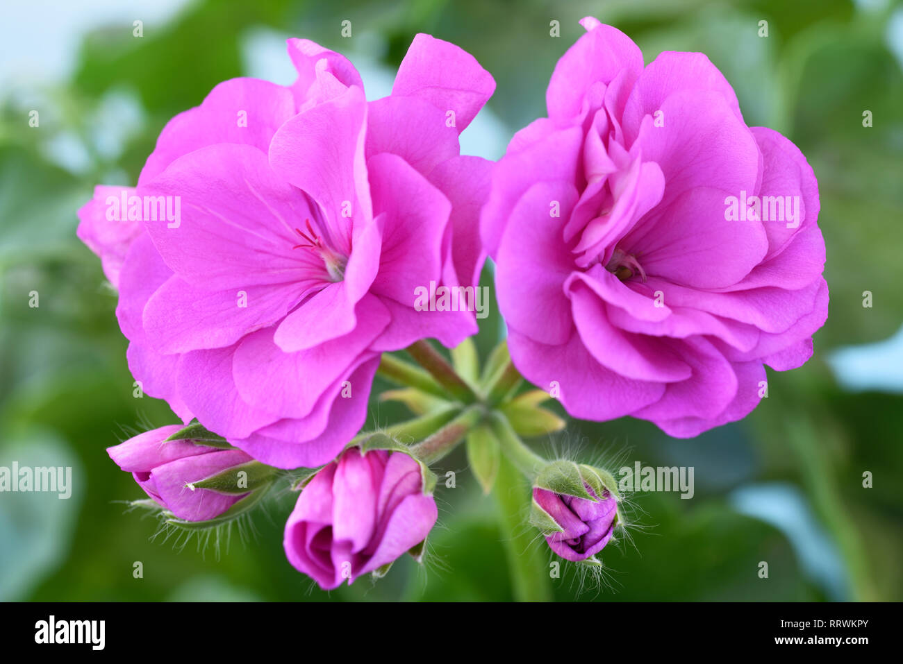 Ivy leaf pelargonium Geranium Stock Photo - Alamy