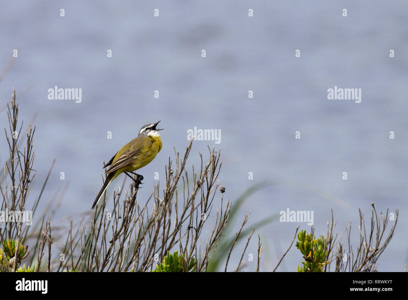 Beautiful little bird singing in the border of a river in Portugal ...