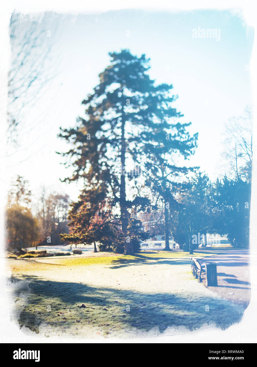 Tilt-shift lens capturing the morning light of a single fir tree in the ...