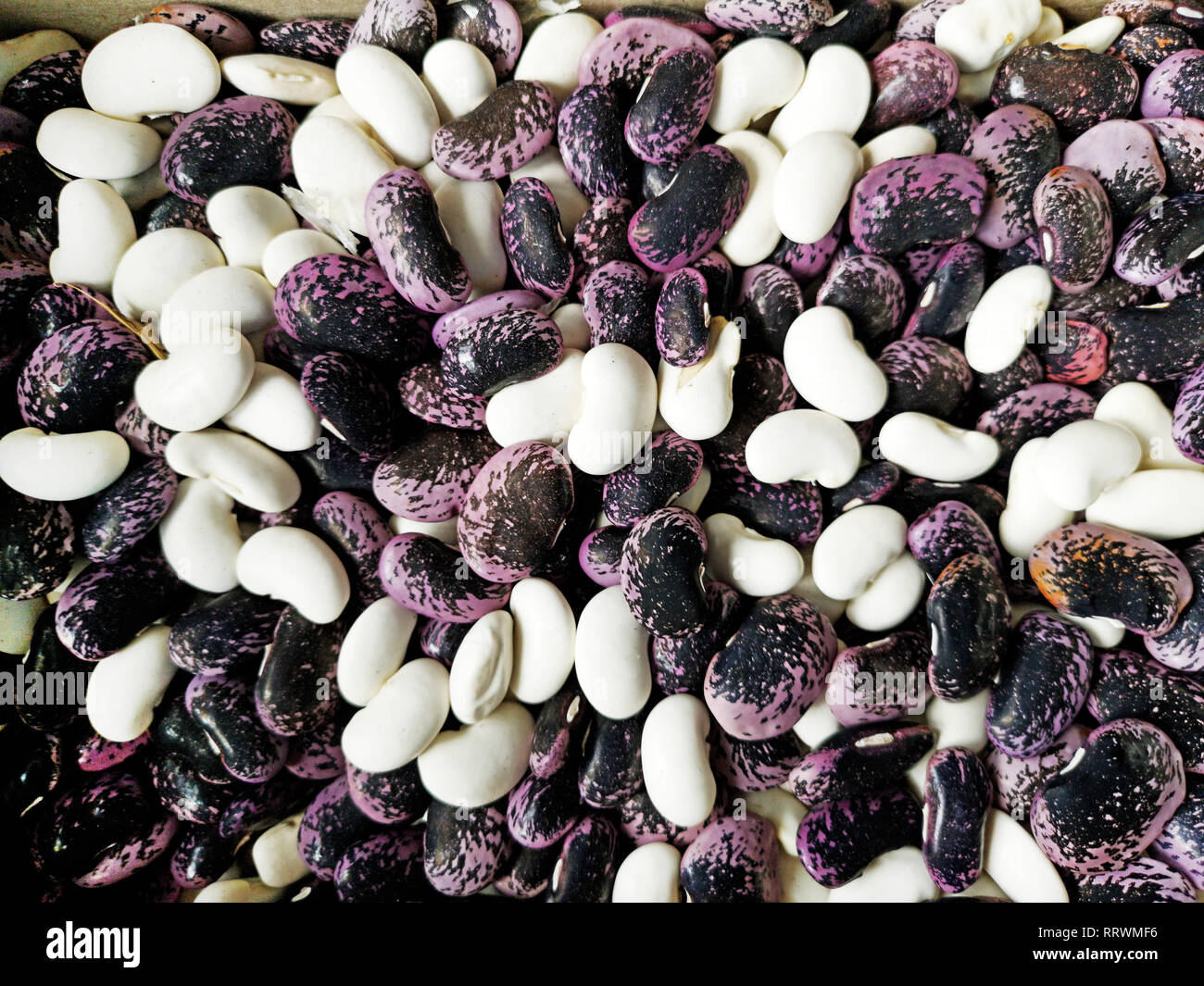 A set of various kidney beans Stock Photo - Alamy