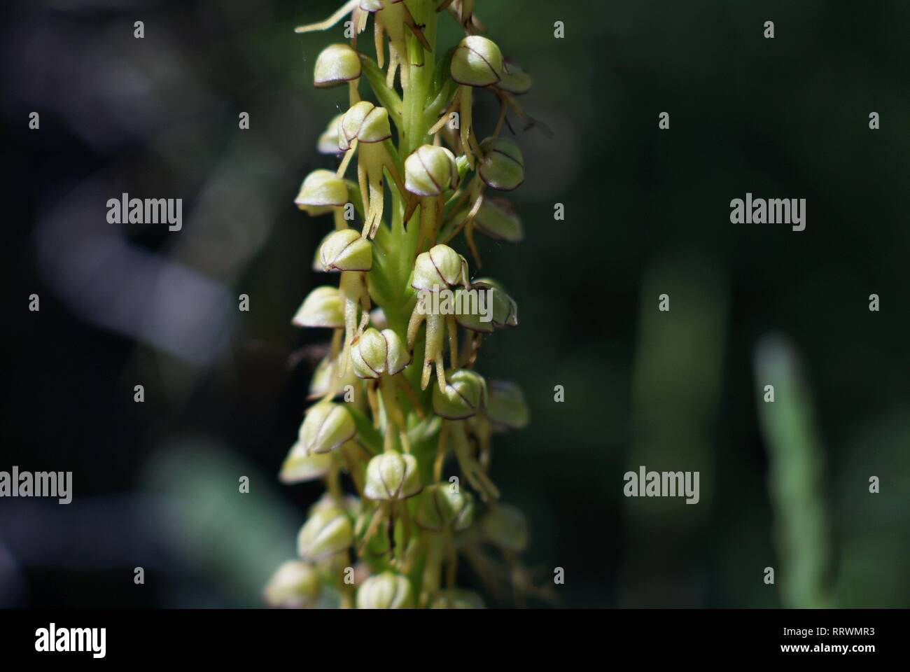 Orchid whose flowers resemble a human figure hi-res stock photography ...