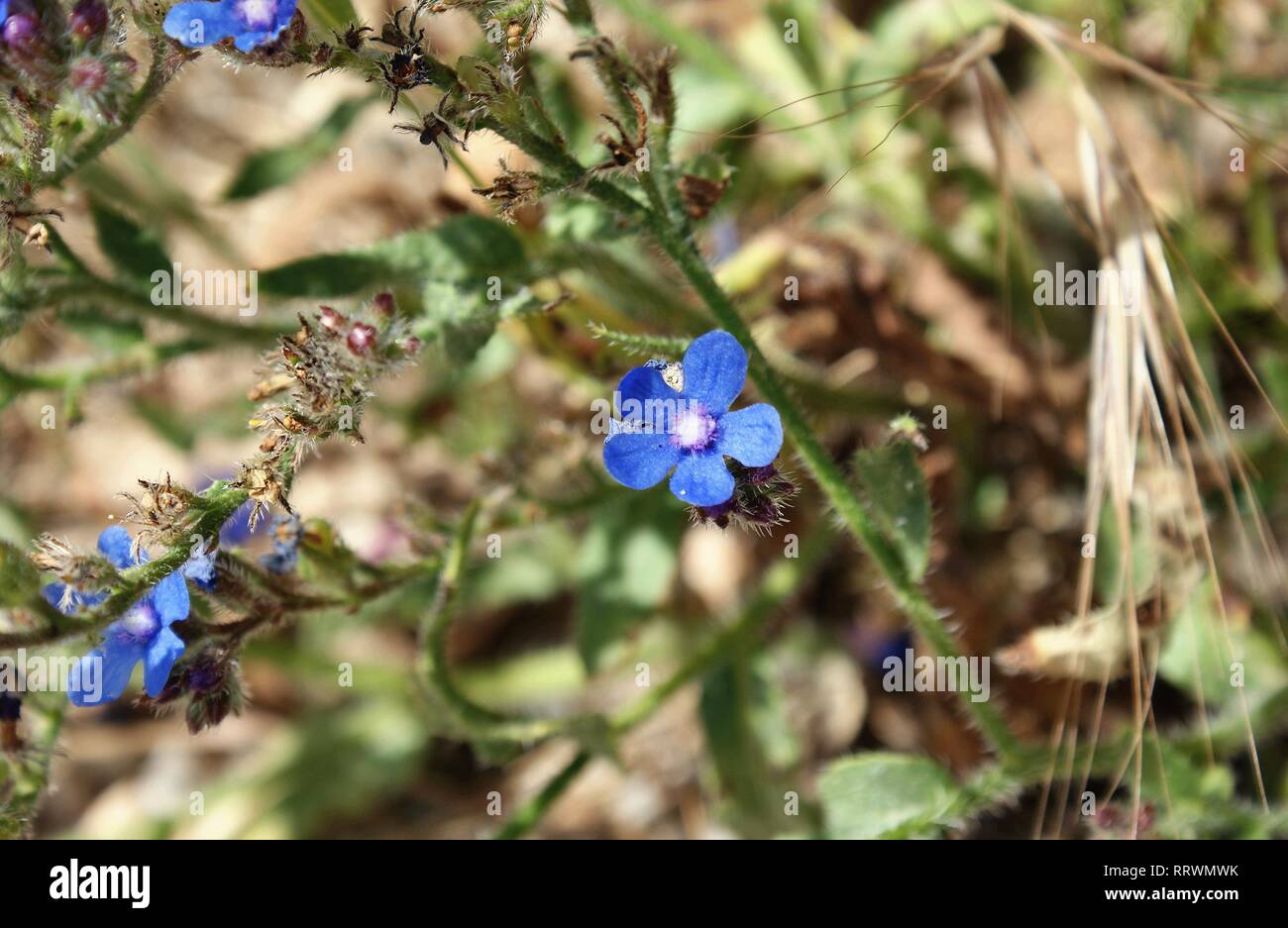 Garden anchusa hi-res stock photography and images - Alamy