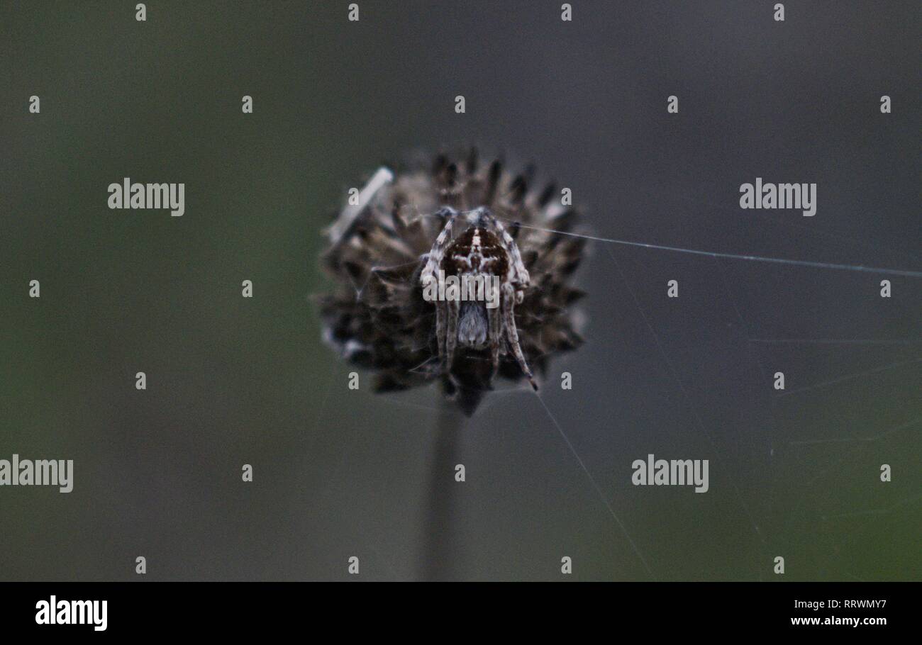 Larinioides cornutus. Furrow spider Stock Photo - Alamy