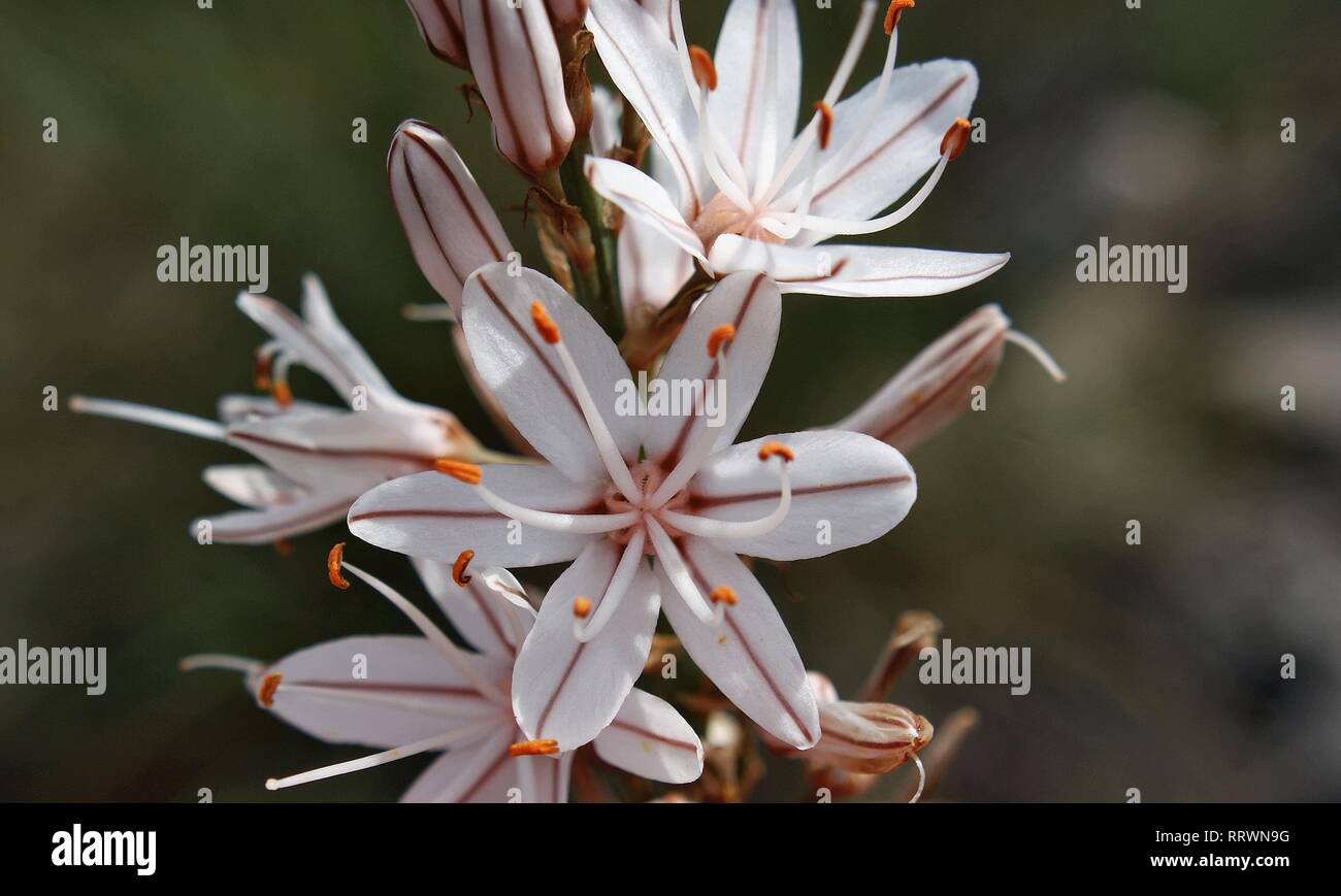 Asphodelus albus hi-res stock photography and images - Alamy