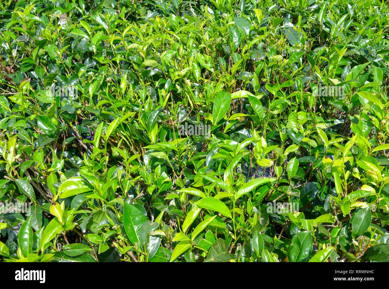 Tree plantation background hi-res stock photography and images - Alamy