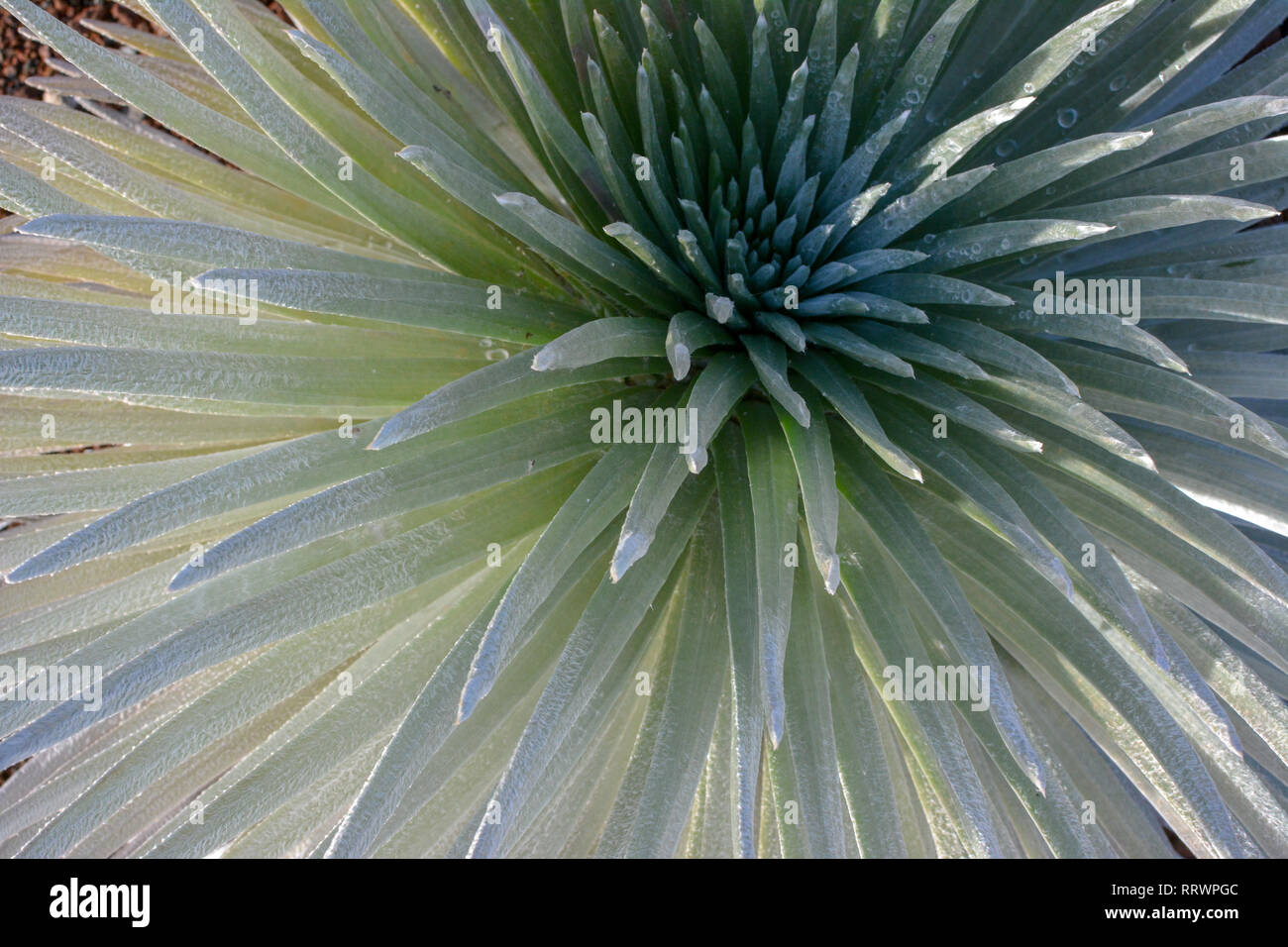 Silver Sword High Resolution Stock Photography and Images - Alamy