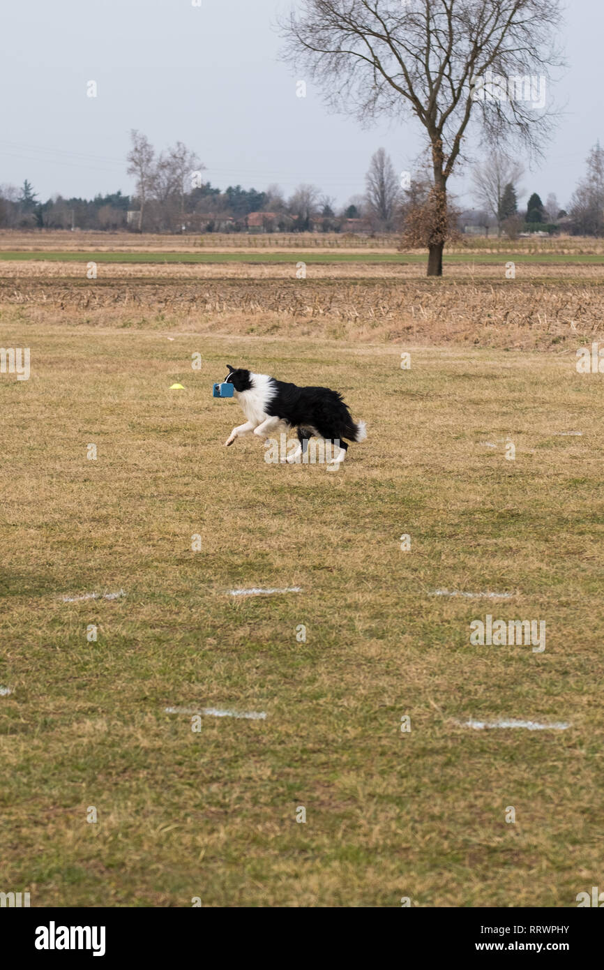 A running border collie sheperd is retrieving a dumbbell during an ...