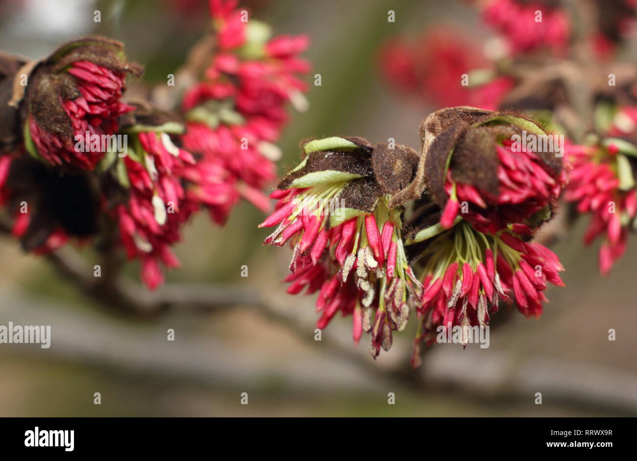 Parrotia persica tree hi-res stock photography and images - Alamy