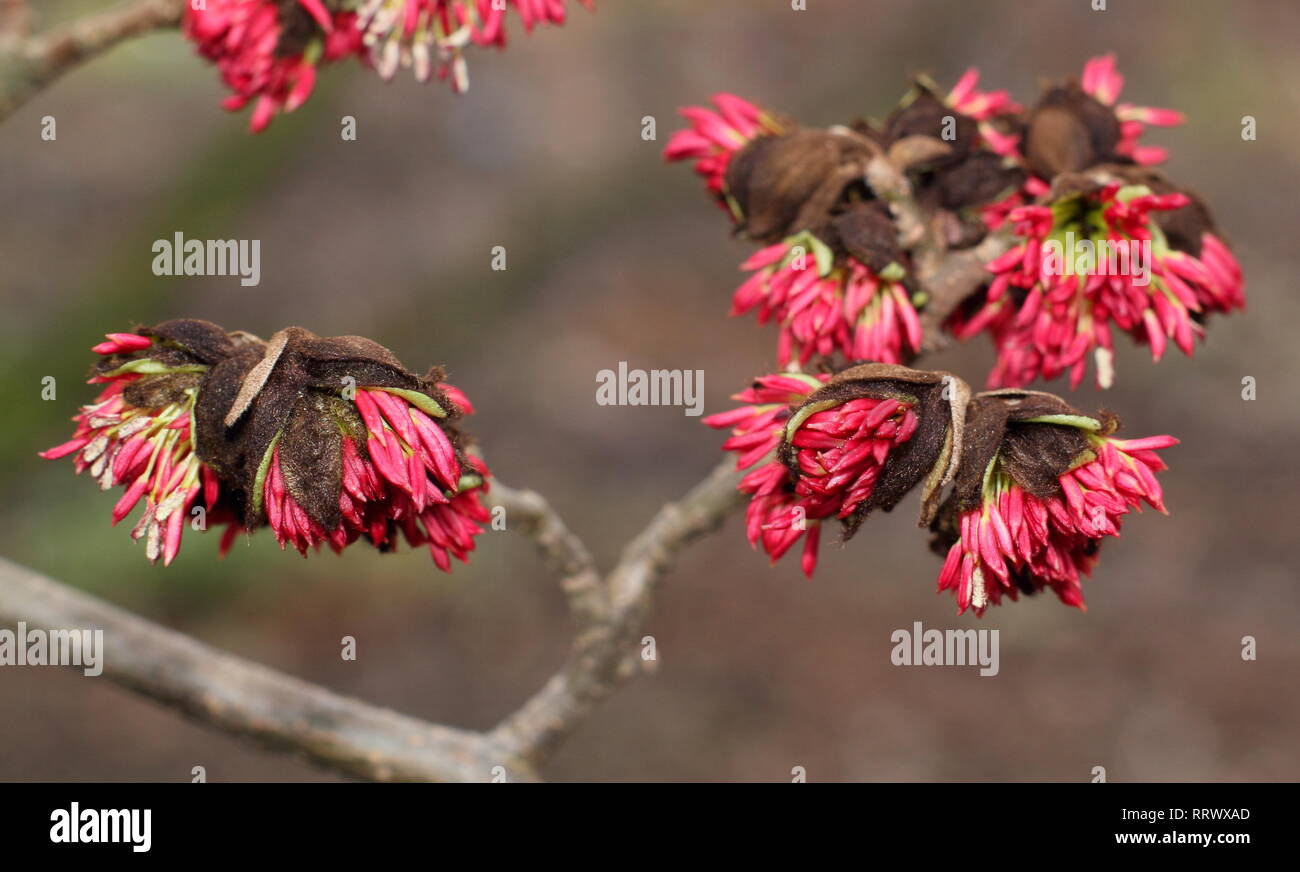 Parrotia persica persian ironwood uk hi-res stock photography and ...
