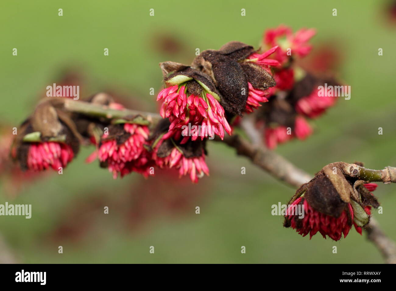 Parrotia persica hi-res stock photography and images - Alamy