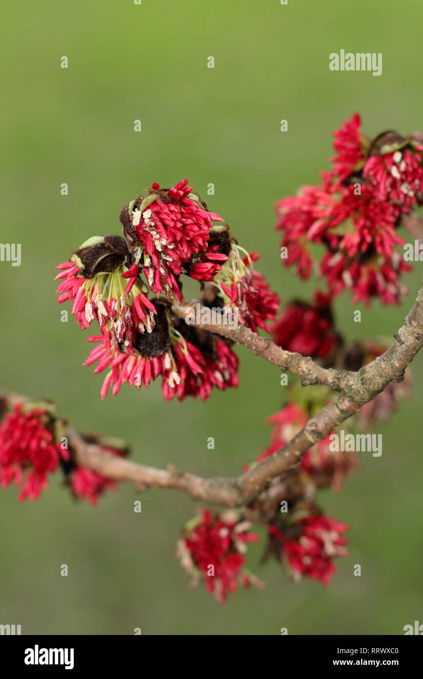 Parrotia persica tree hi-res stock photography and images - Alamy