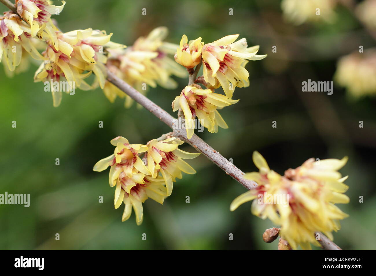 Chimonanthus praecox 'Grandiforus'.. Fragrant winter flowers of ...
