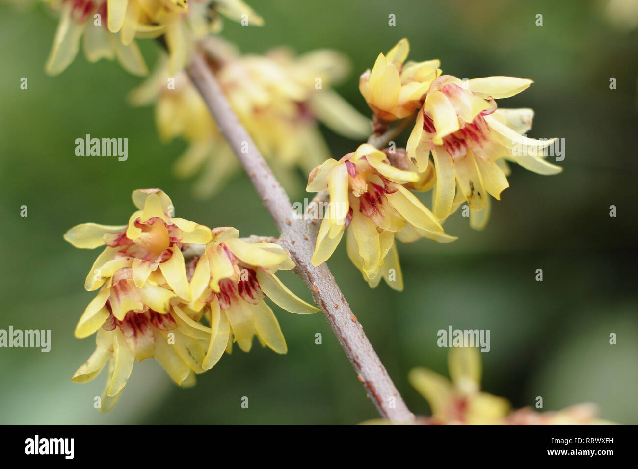 Chimonanthus praecox grandiflorus hi-res stock photography and images ...