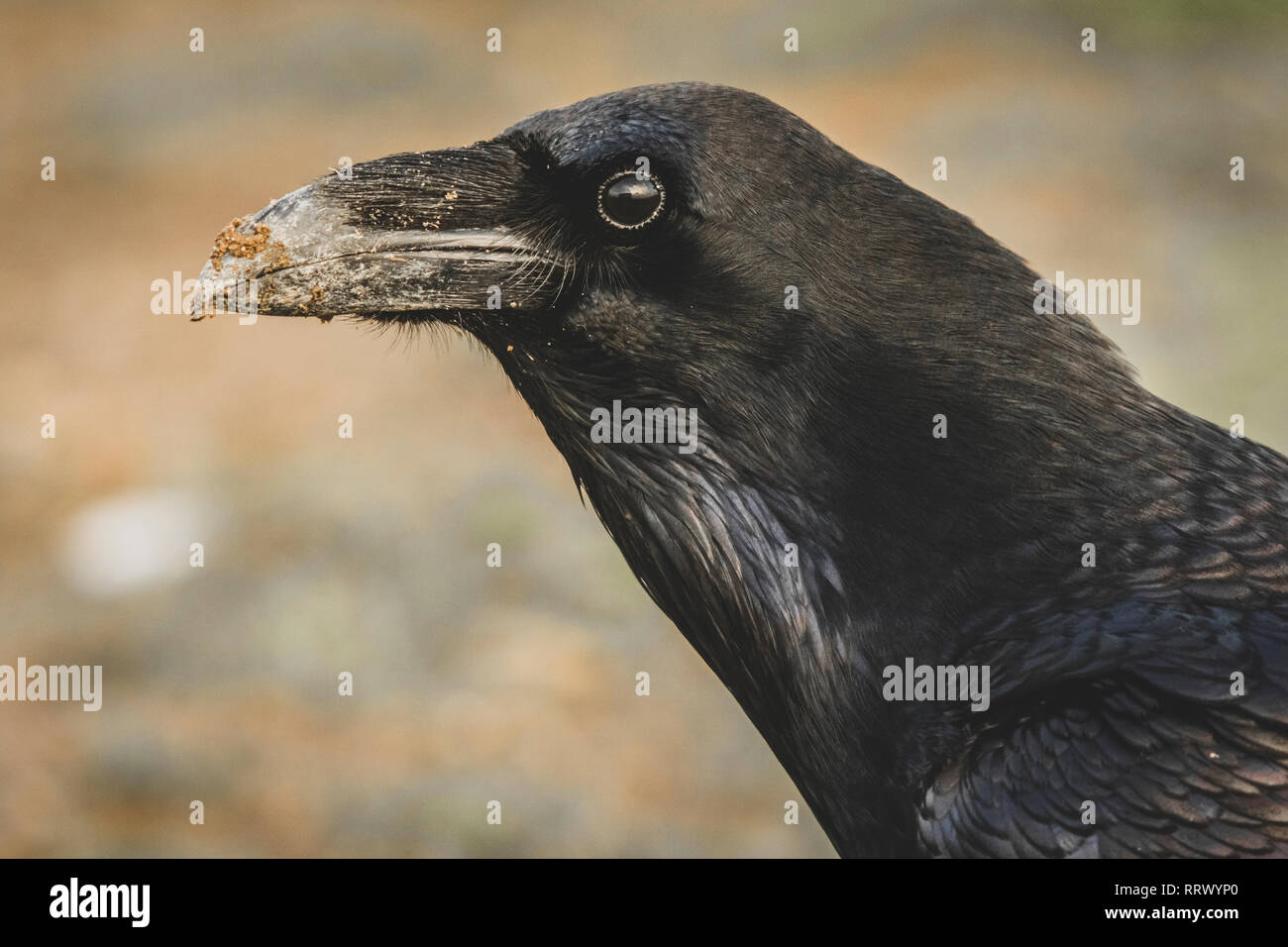 Common Raven (Corvus corax) portrait Stock Photo - Alamy