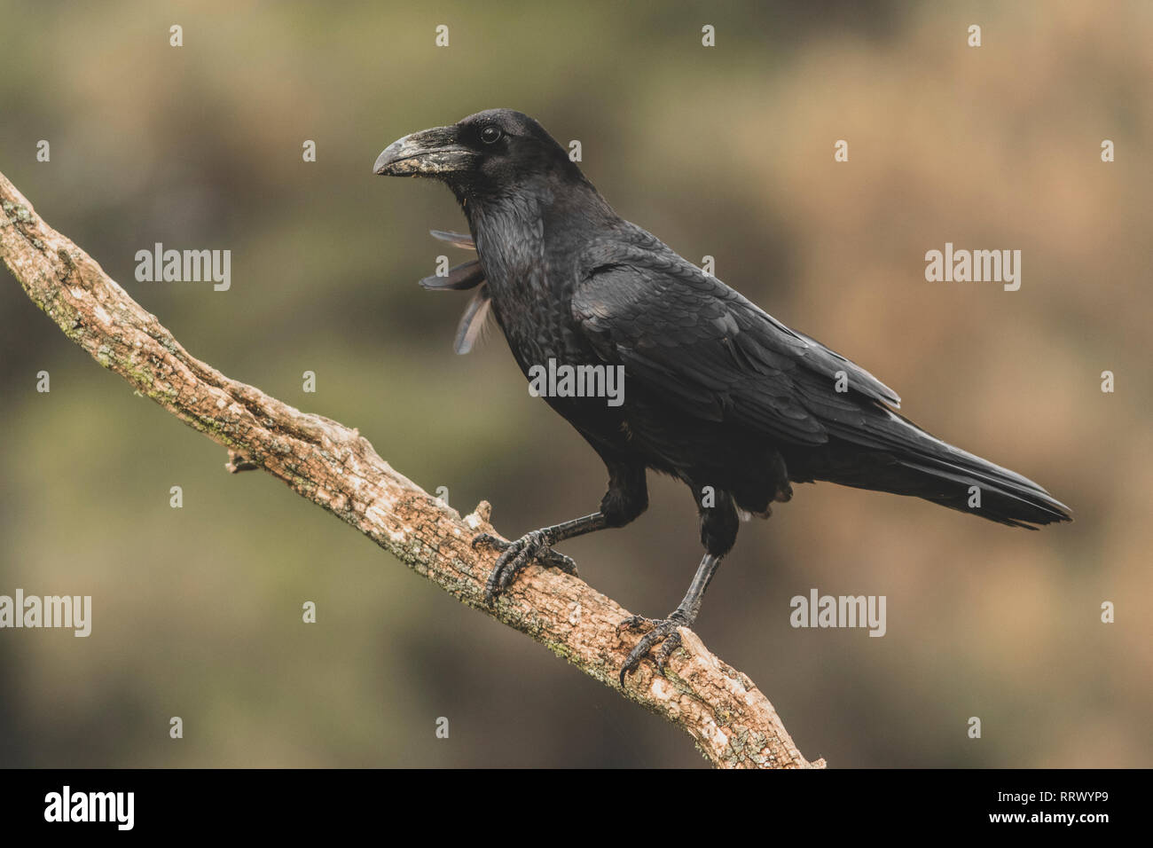 Common Raven (Corvus corax) portrait Stock Photo - Alamy