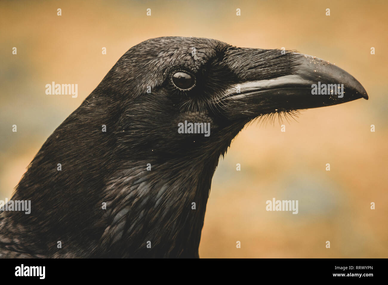 Common Raven (Corvus corax) portrait Stock Photo - Alamy