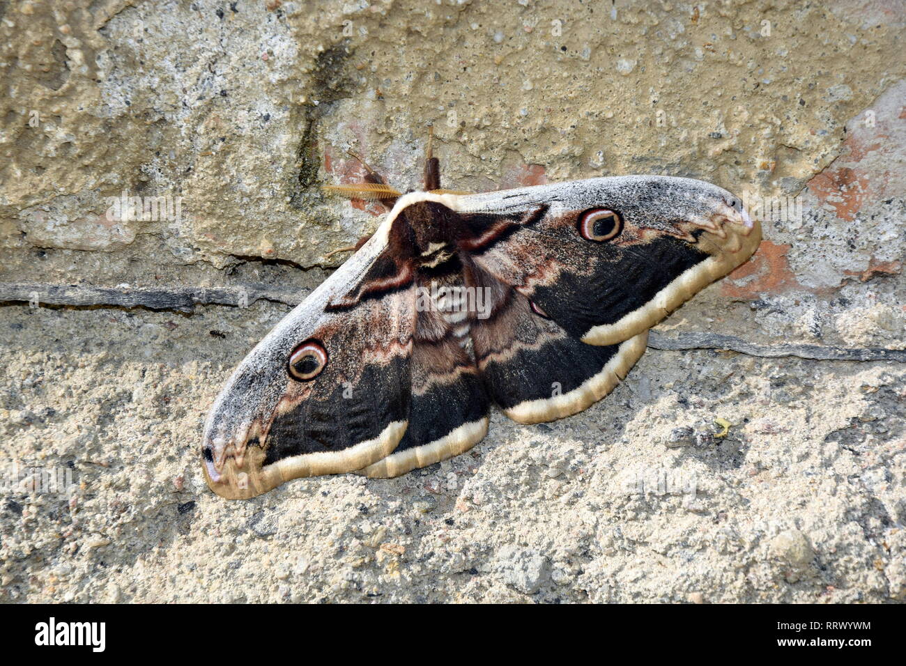 Emperor Moth Saturnia pavonia Closeup Stock Photo Stock Photo - Alamy