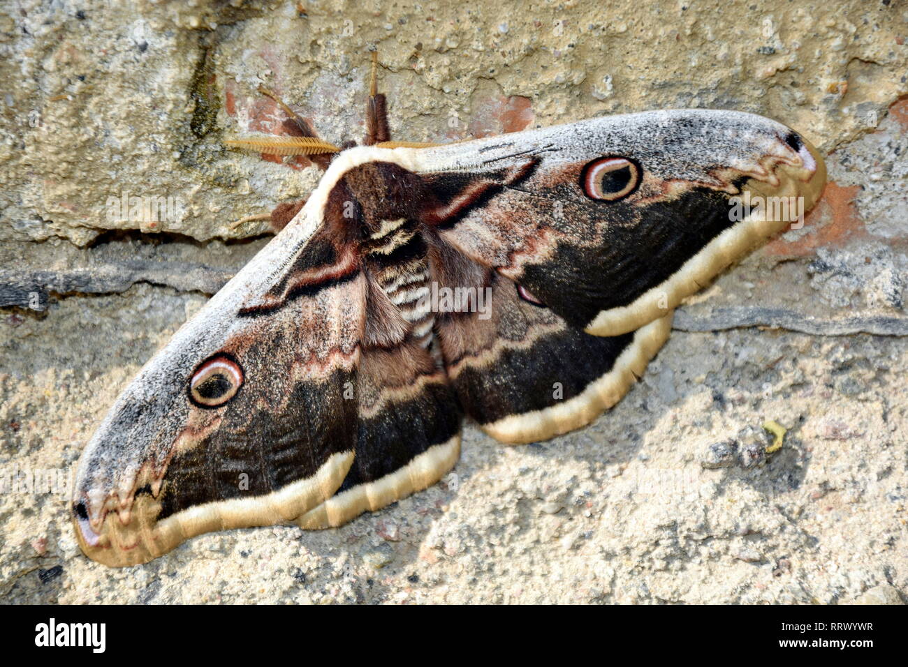 Viennese emperor moth hi-res stock photography and images - Alamy