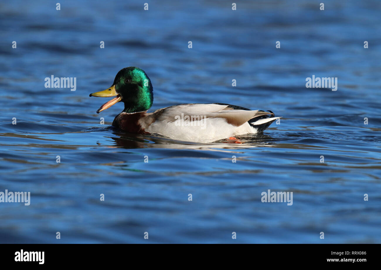 A drake mallard duck Anas platyrhynchos quacking as it swims on a blue ...