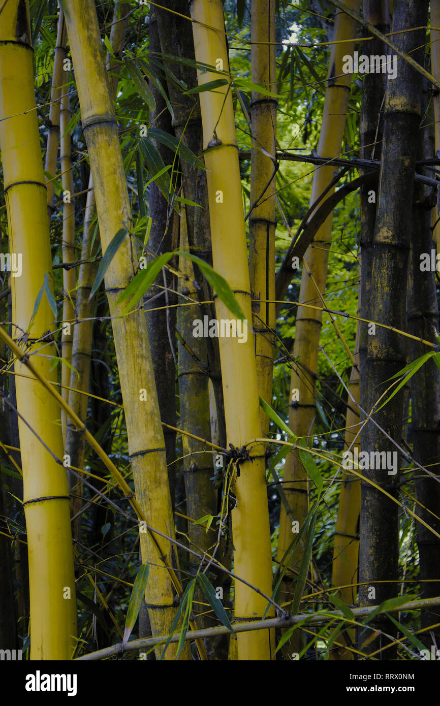 Bamboo tree flowers hi-res stock photography and images - Alamy