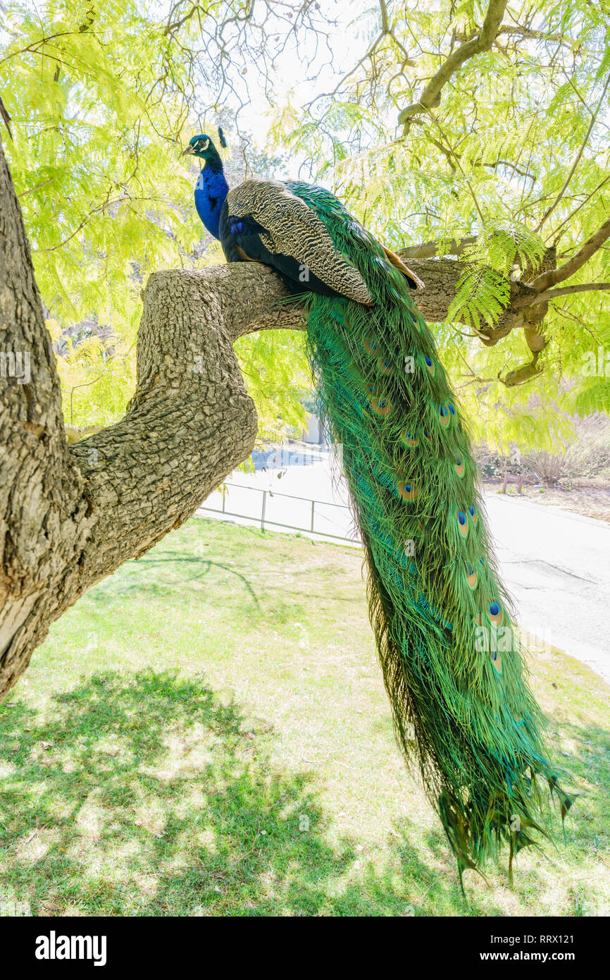 Peacock sitting on a branch at Los Angeles, California Stock Photo - Alamy