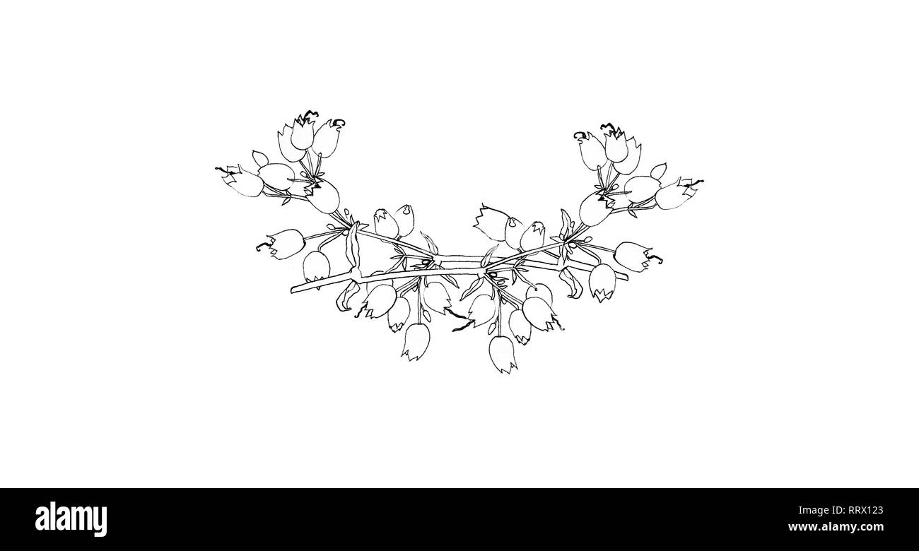 Beautiful engraving flower pattern isolated on white background for ...