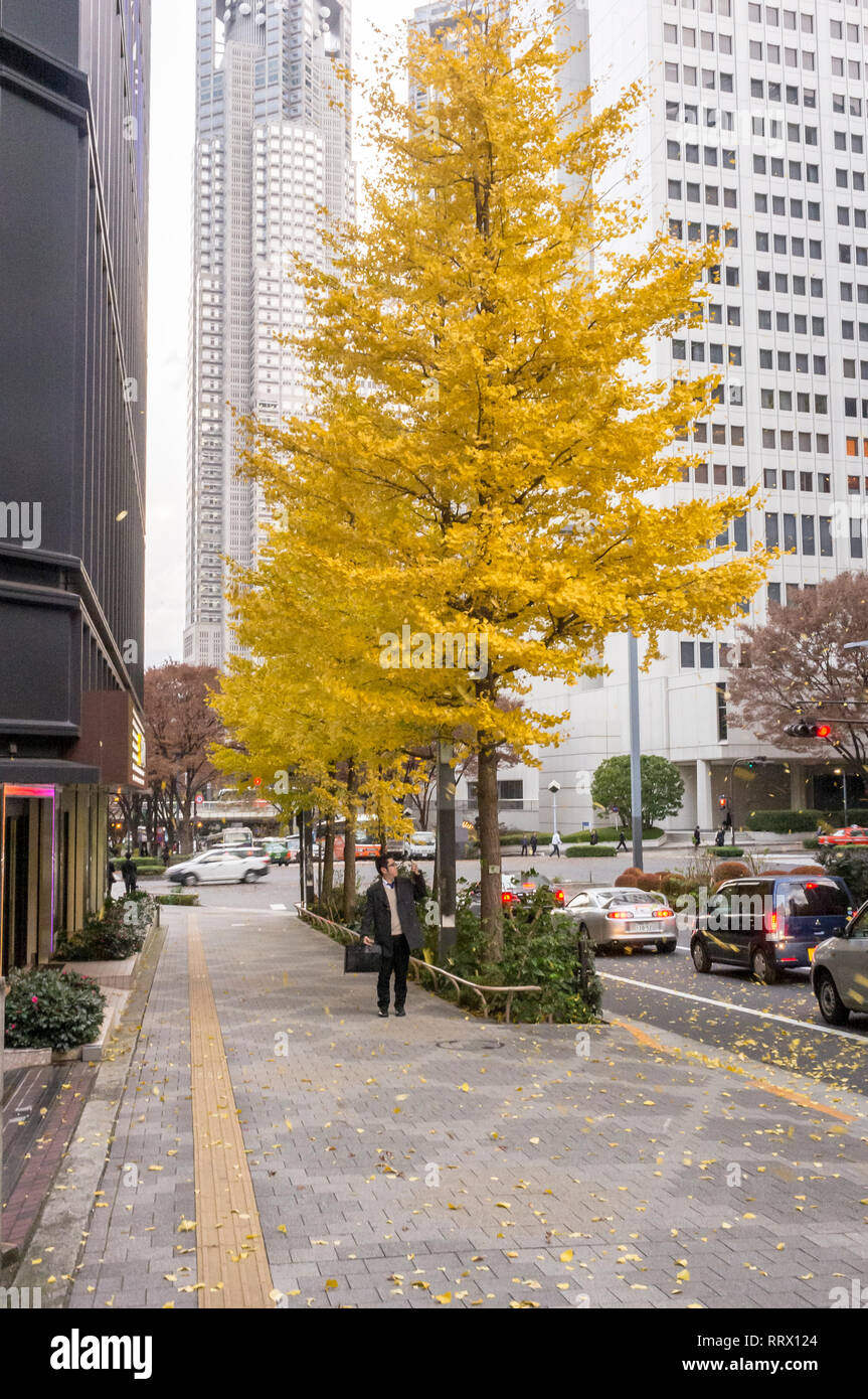 Ginkgo trees in winter in Tokyo, Japan Stock Photo - Alamy