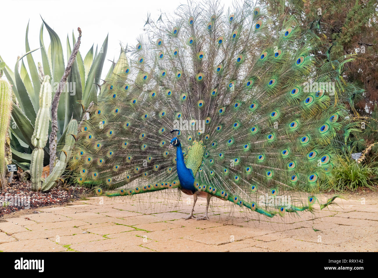 Male peacock showing it's color fan at Los Angeles, California Stock ...
