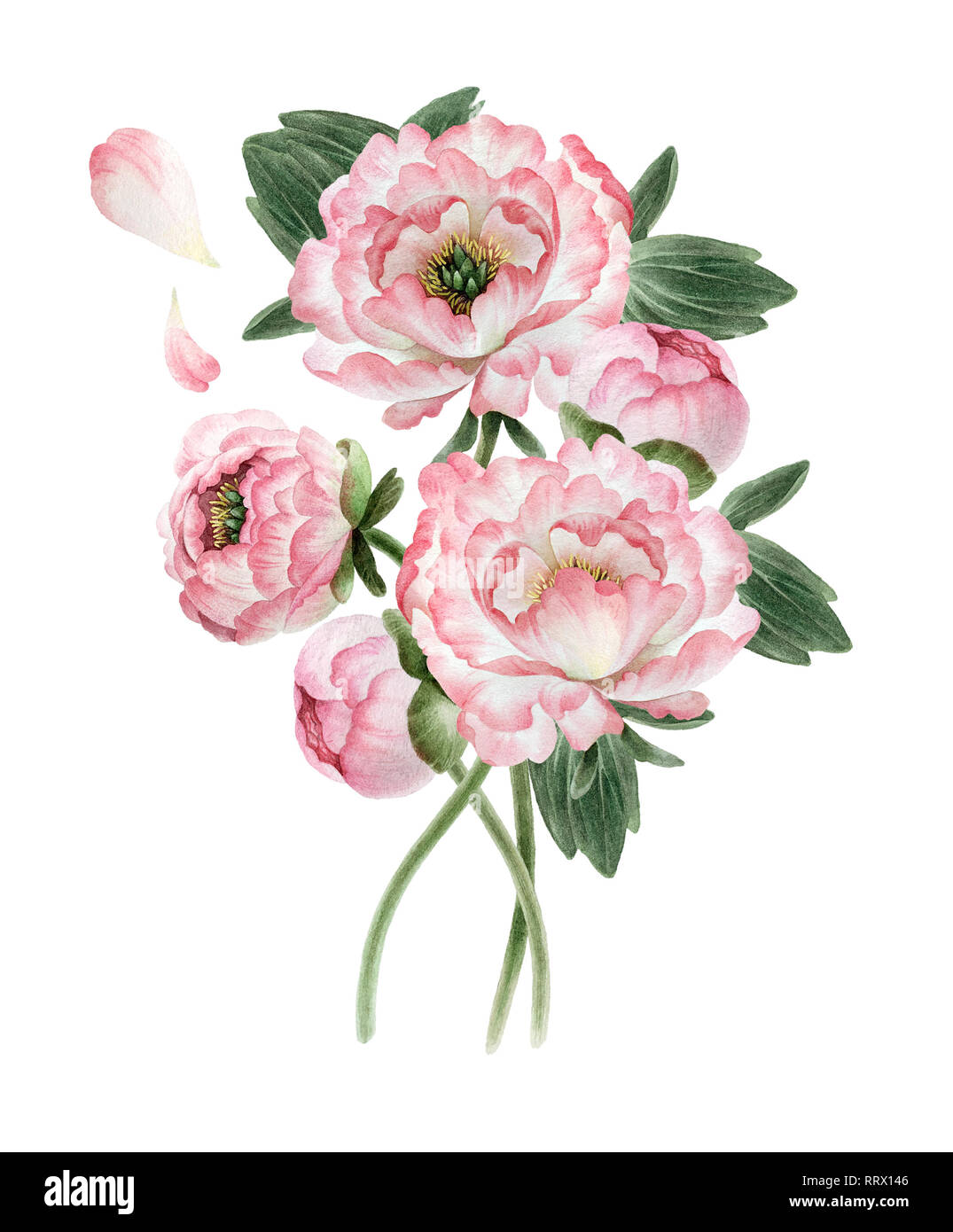 Bouquet of beautiful watercolor peonies isolated on white background ...