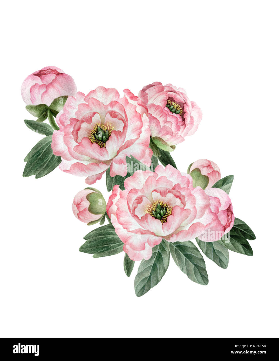 Bouquet of beautiful watercolor peonies isolated on white background ...