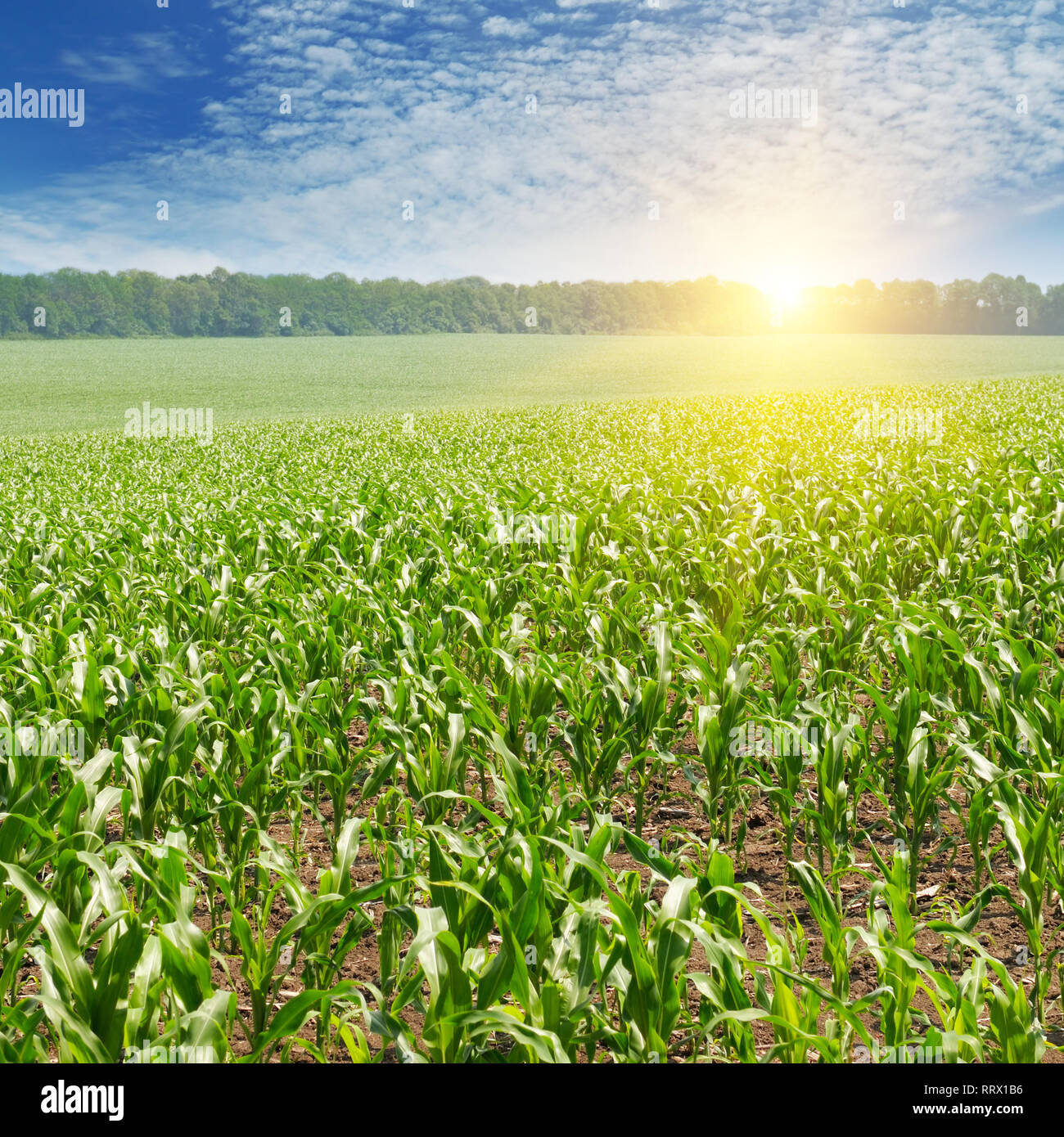 sunrise over the corn field Stock Photo - Alamy
