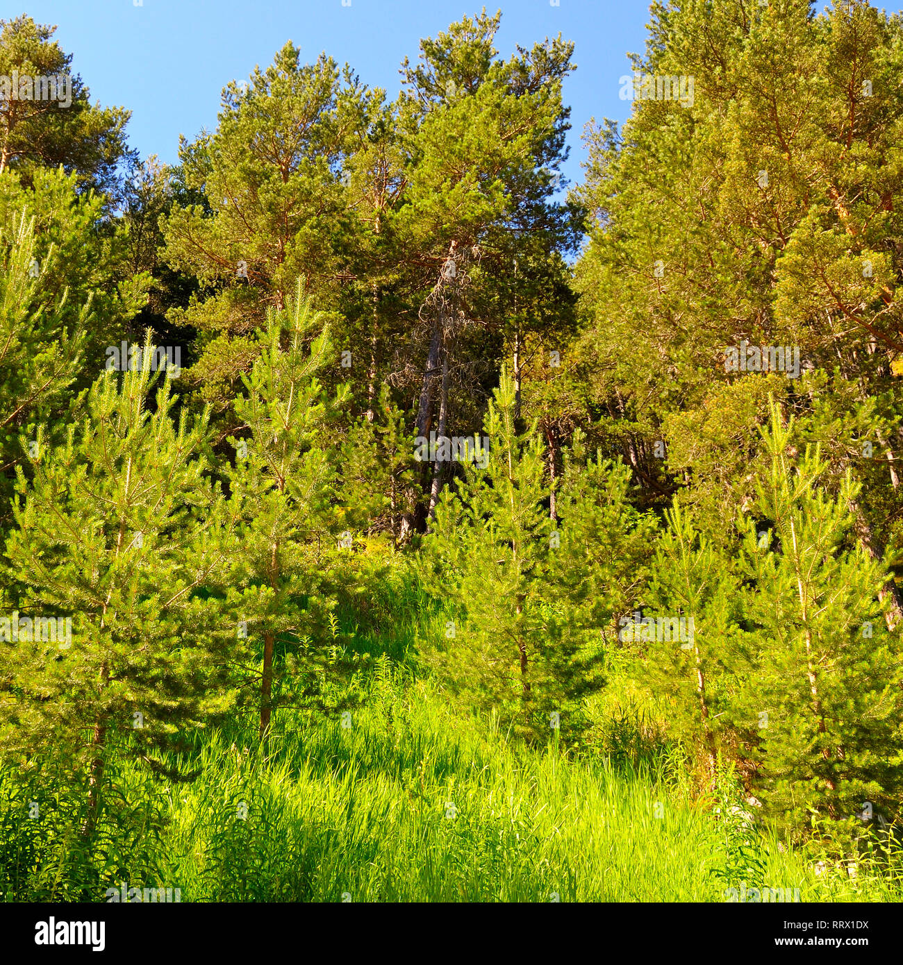 spruce forest on the hillside Stock Photo - Alamy