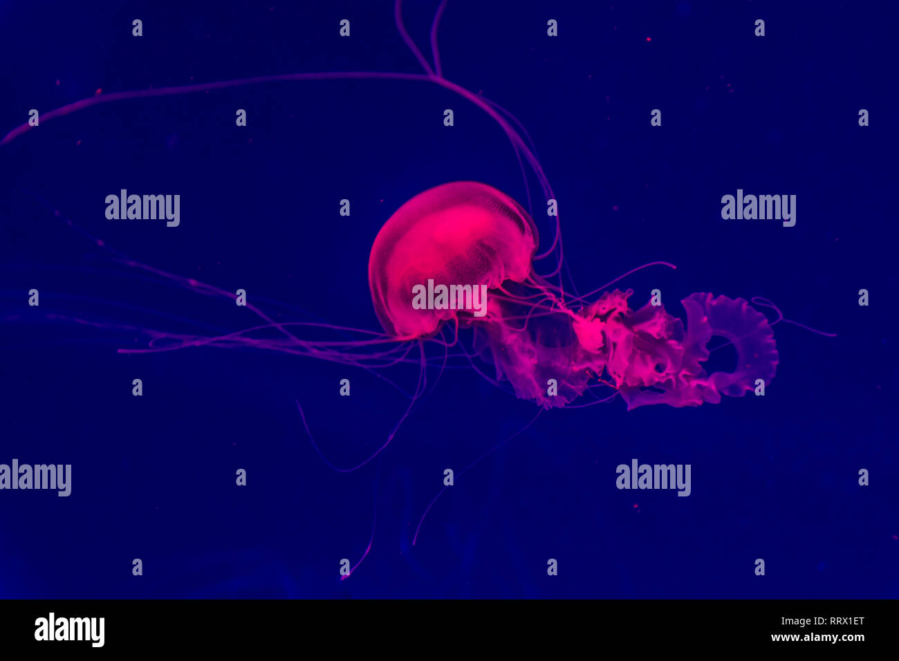 Stingy fish hi-res stock photography and images - Alamy