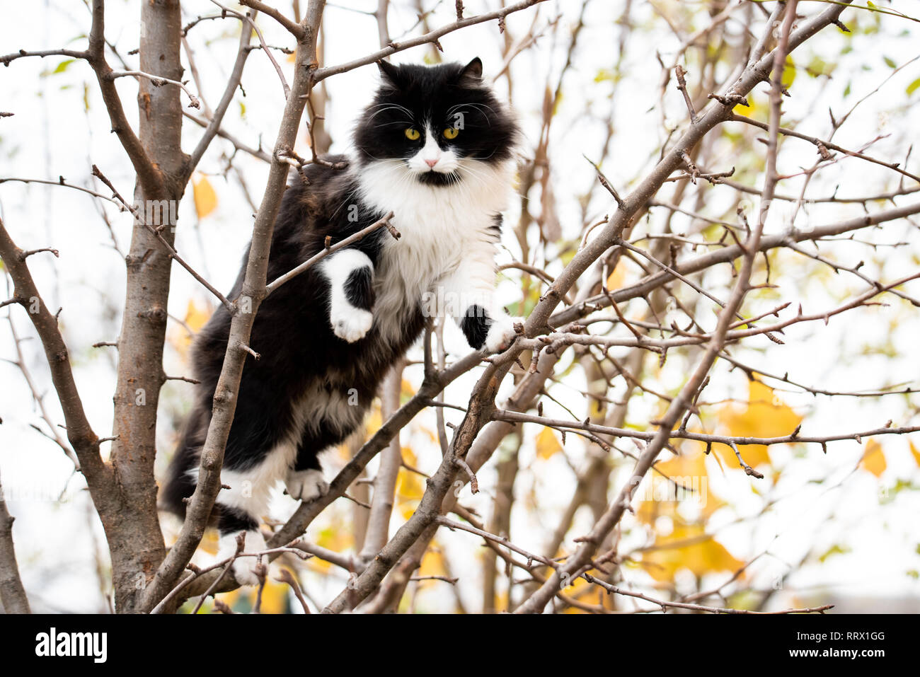 Cat sitting in a tree between branches. Fluffy cute domestic feline ...