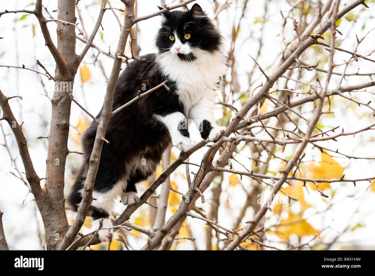 Cat sitting in a tree between branches. Fluffy cute domestic feline ...
