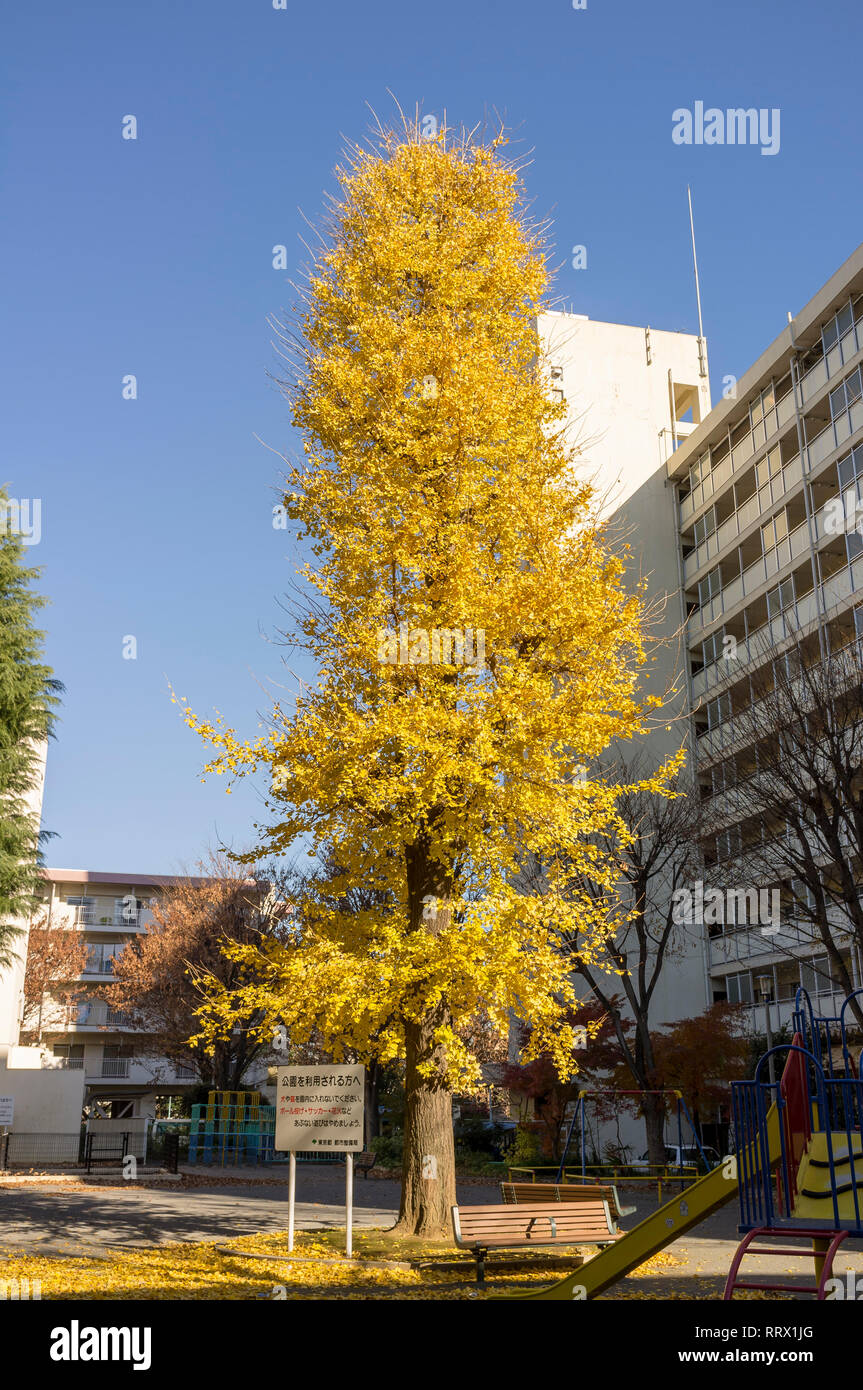 Ginkgo tree in Tokyo, Japan Stock Photo - Alamy